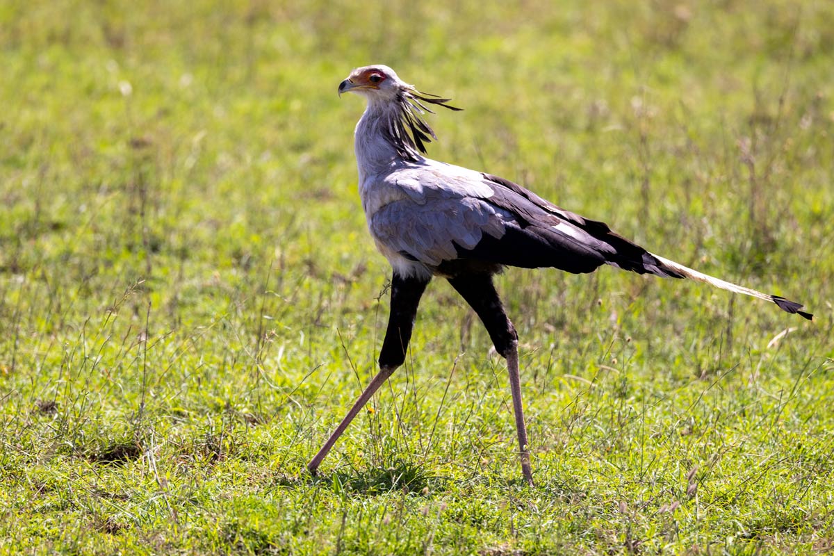 Serengeti National Park - Plains of Serengeti